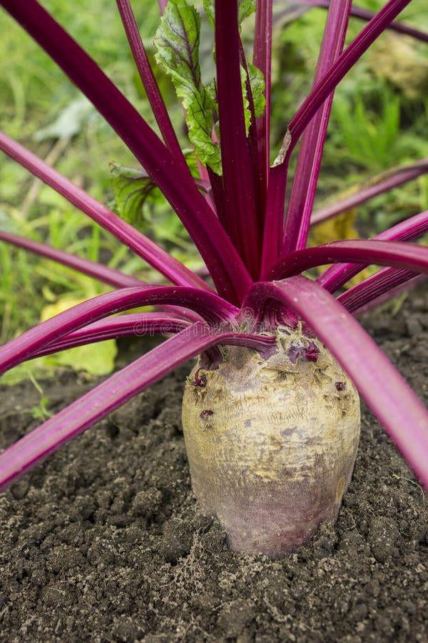 Large Beetroot Growing in the Bed. Autumn Time Stock Photo - Image of ...