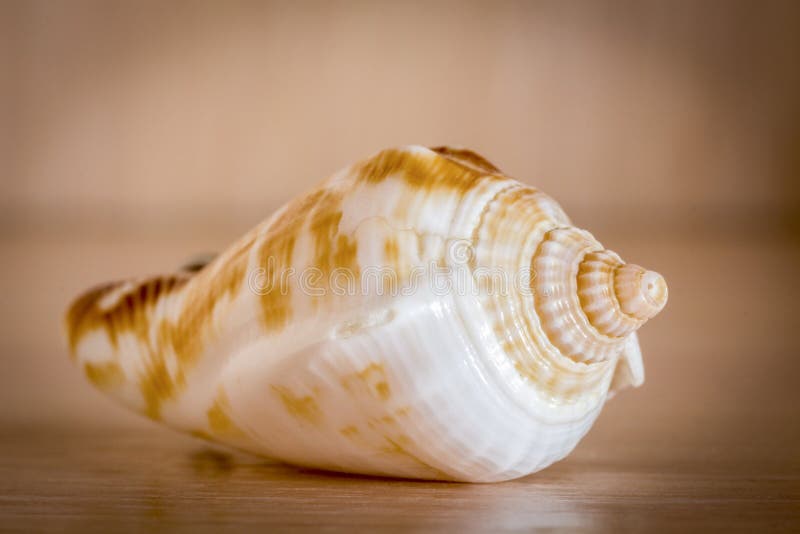 Large Seashell Stock Photos - Download 2,321 Royalty Free Photos