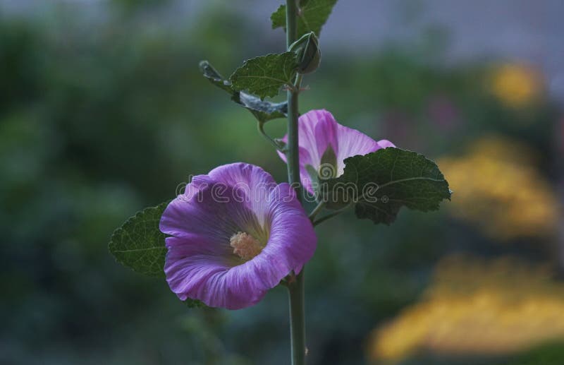 Large bell flower stock photo. Image of blooming, gardening - 305755958