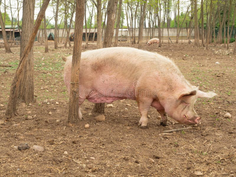 Very Big Pig Stock Photos - Free & Royalty-Free Stock Photos from ...