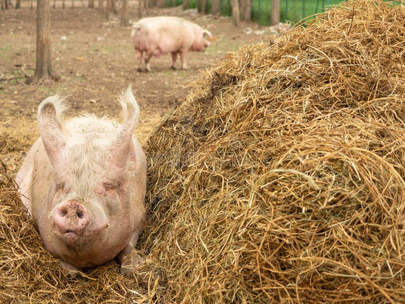 Large big pig on the farm stock image. Image of outdoor - 145834477