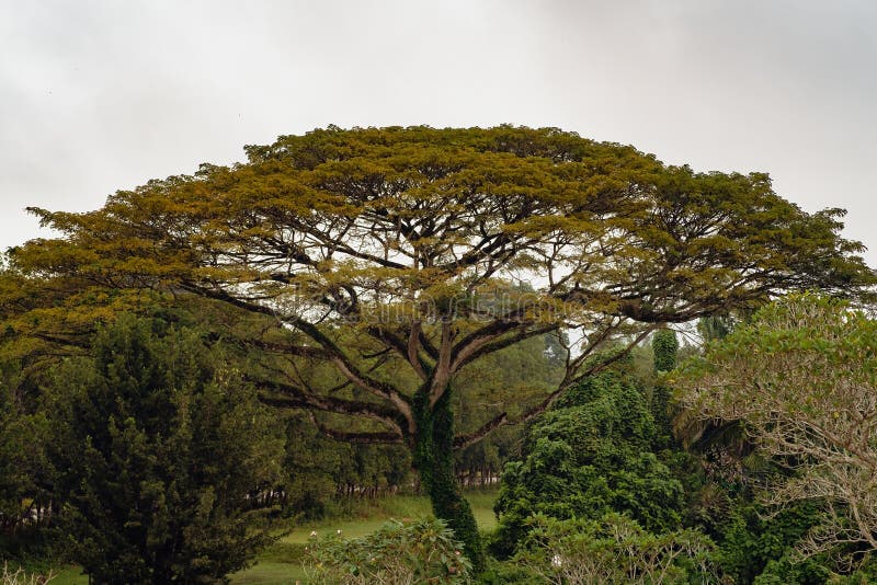 Large Big Tree in the Rainforest Park in Malaysia Stock Image - Image ...