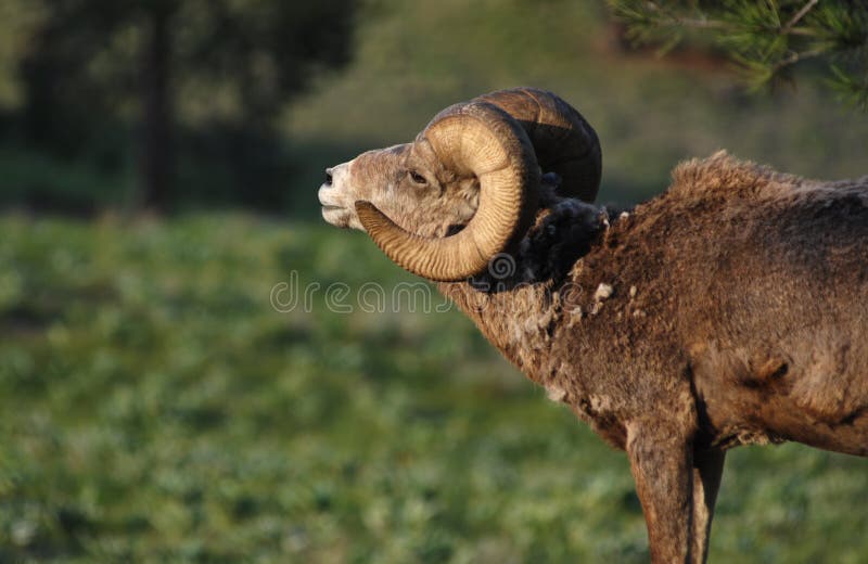 1,406 Male Sheep Ram Female Stock Photos - Free & Royalty-Free Stock ...