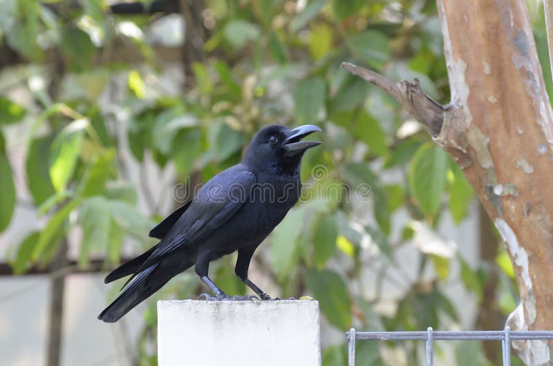Large bill crow stock image. Image of looking, aves, post - 23028249