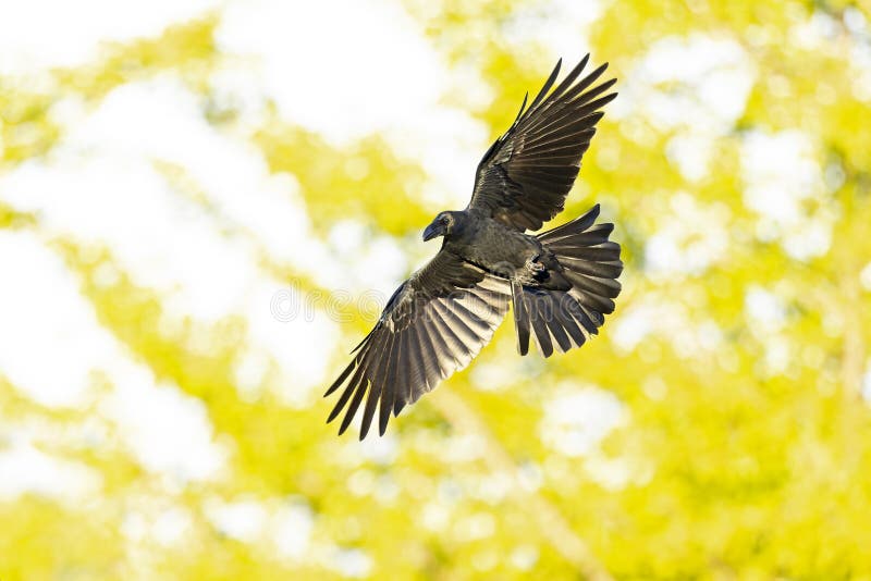 Large-billed Crow (Corvus Macrorhynchos) in Flight Stock Photo - Image ...