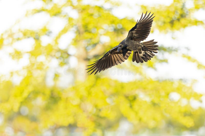 Large-billed Crow (Corvus Macrorhynchos) in Flight Stock Image - Image ...