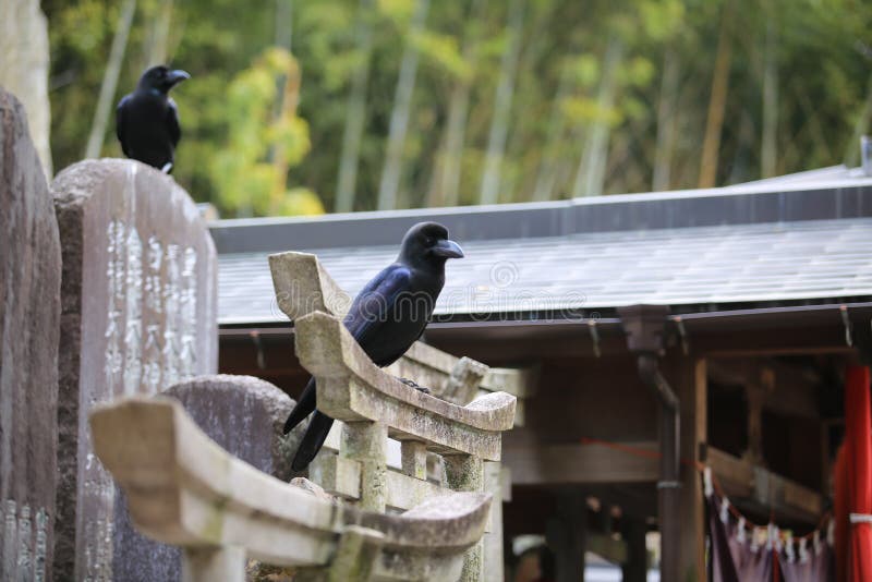 Large billed crow in japan stock image. Image of wild - 207302085