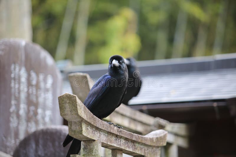 Large billed crow in japan stock photo. Image of japan - 207302092