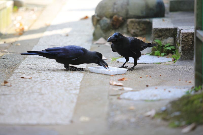 Large billed crow in japan stock photo. Image of large - 207302100