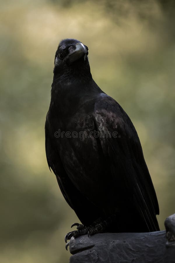 Large-billed crow stock photo. Image of beautiful, alone - 61865742
