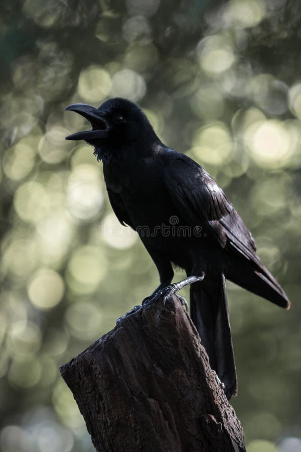 Large-billed crow stock image. Image of billed, greenery - 61866063