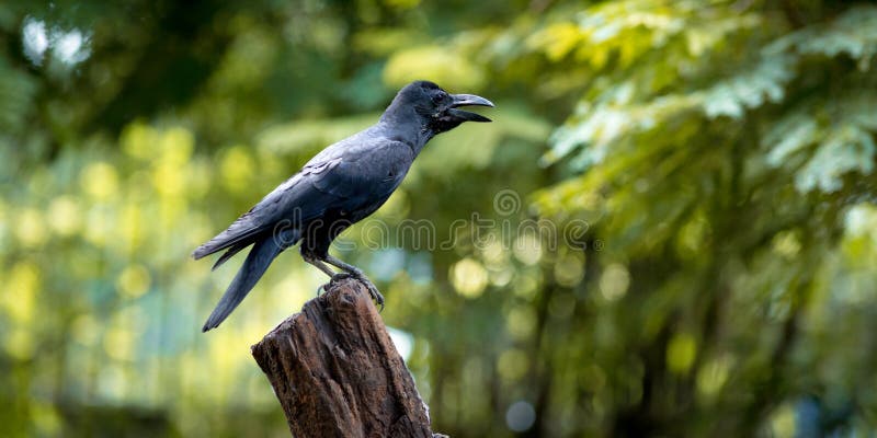 Large-billed crow stock photo. Image of green, large - 61865874