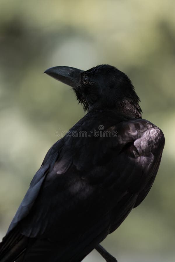 Large-billed crow stock photo. Image of adult, natural - 114610990