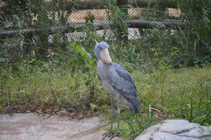 Large Billed Grey Bird Standing in the Pen Stock Image - Image of backyard, plant: 342711483