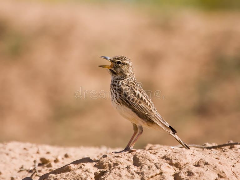 Large Billed Lark stock image. Image of desert, conservation - 12499069