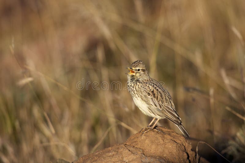Large-billed Lark stock photo. Image of colour, wildlife - 24725678
