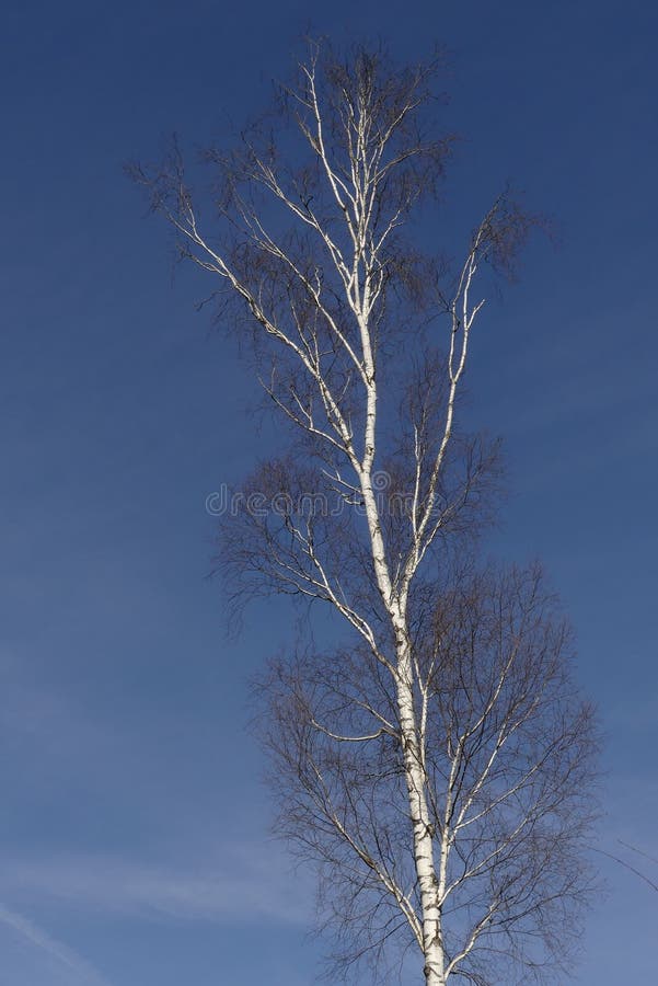 Large Birch Tree, Leafless Branches in a Wild Forest in North of France ...