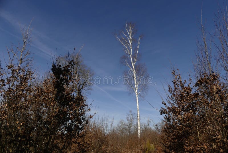 Large Birch Tree, Leafless Branches in a Wild Forest in North of France ...