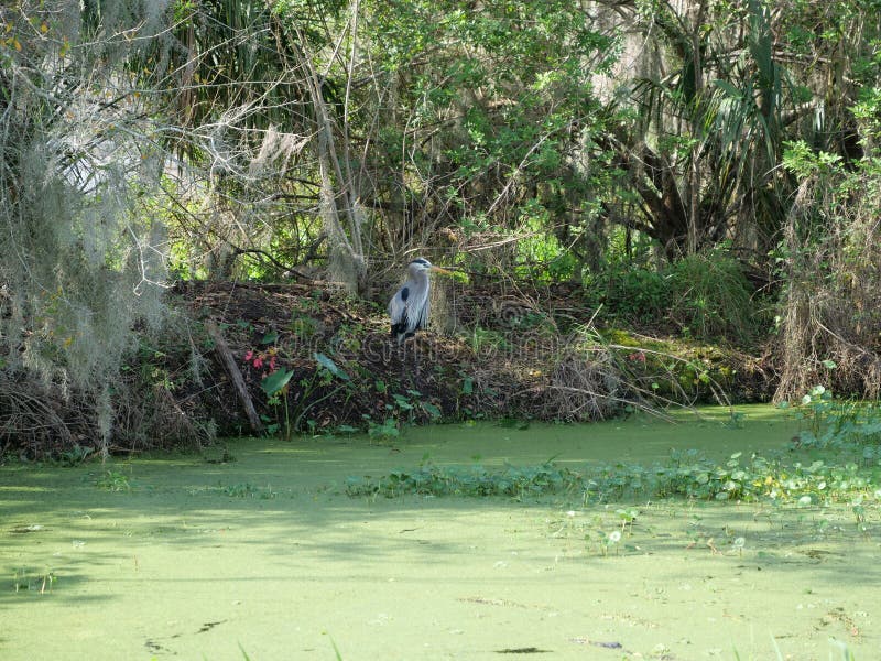 A Large Bird on a Branch in a Swamp Stock Photo - Image of wilderness ...