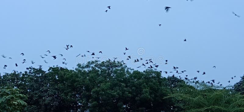 Large Bird Crow Flying Away from Tree Stock Image - Image of tree, bird ...