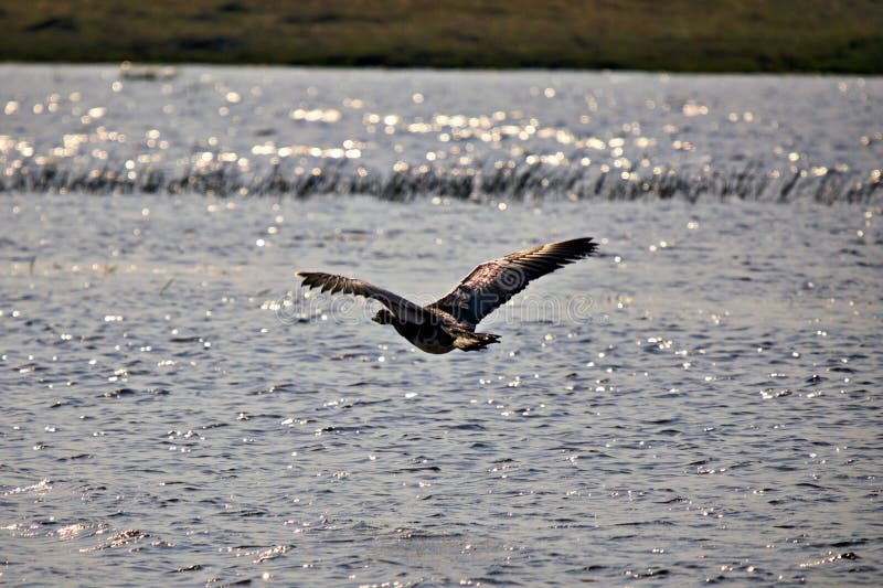 Bird Flying Over Shimmering Water Stock Image - Image of ripples ...