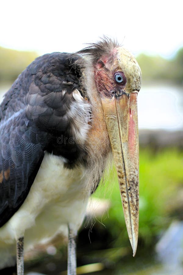 Marobou storks stock image. Image of gull, falcon, beak - 369387789