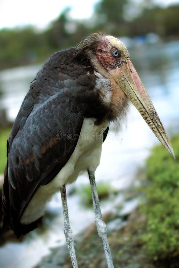 Marobou storks stock photo. Image of ducks, nature, wildlife - 369387798