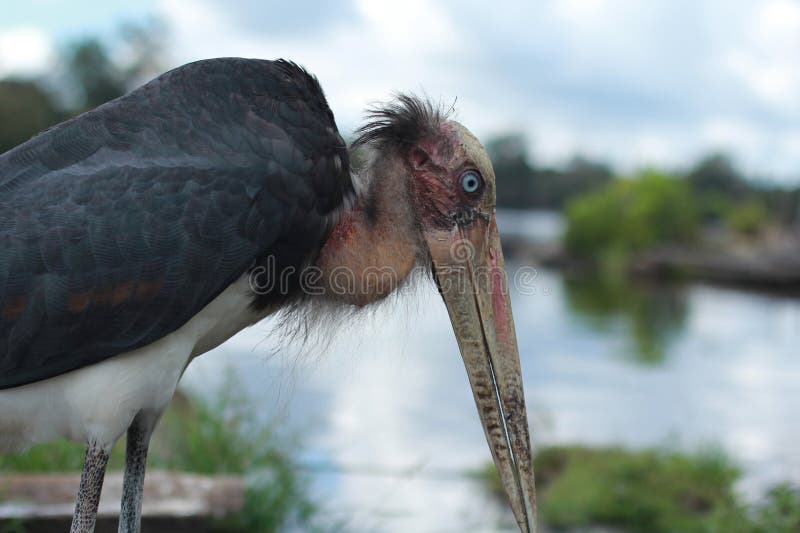 Marobou Storks Stock Photos - Free & Royalty-Free Stock Photos from ...