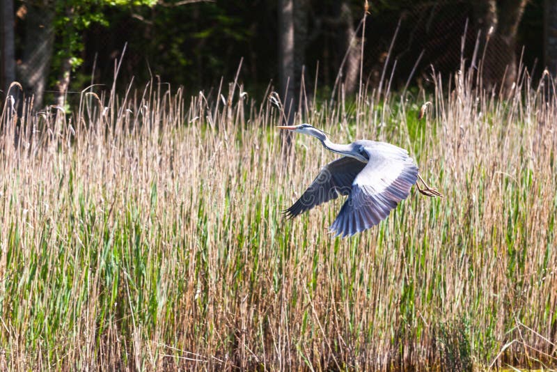 Large Bird Flying Above a Swamp Stock Image - Image of reed, spring ...