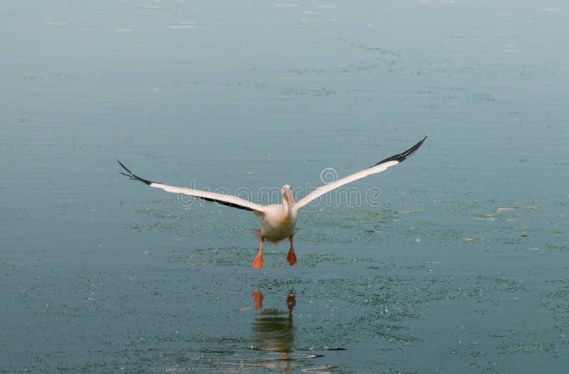 A Large Bird Flying Above the Water Stock Image - Image of flight ...