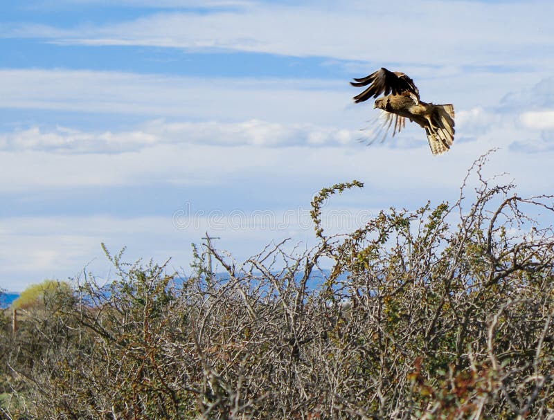 Large Bird Flying Over a Field with Plants Stock Image - Image of ...