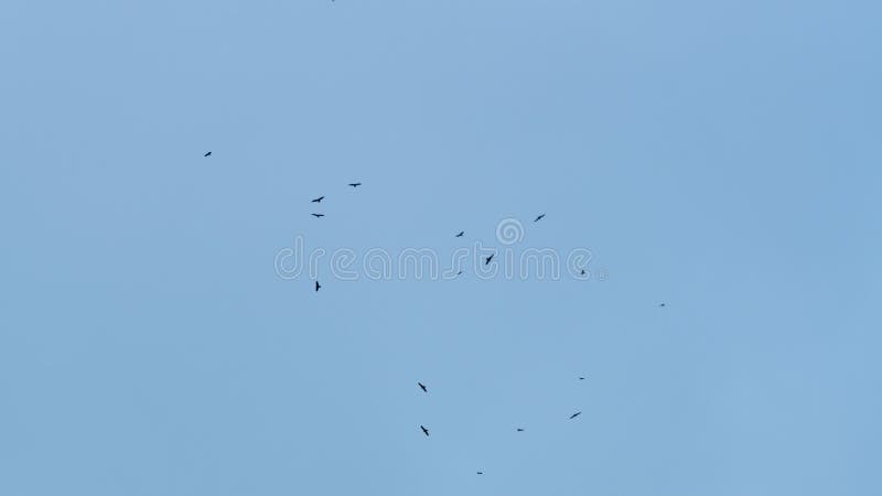 Large Bird in Natural Ecosystem. Migrating Greater Birds Circling in ...