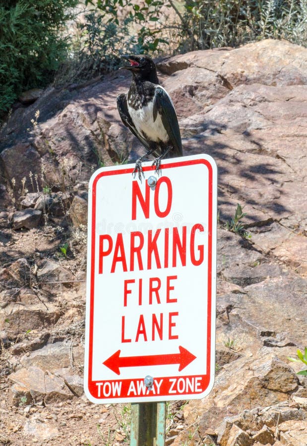 Large bird parking on sign stock image. Image of sign - 46714565