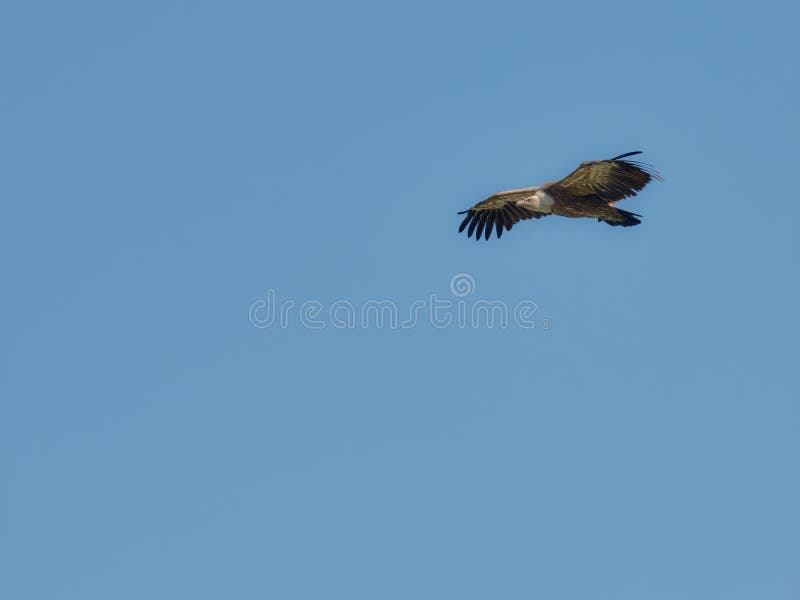 A Large Bird of Prey in Flight from Below in Daytime Sunlight Stock ...