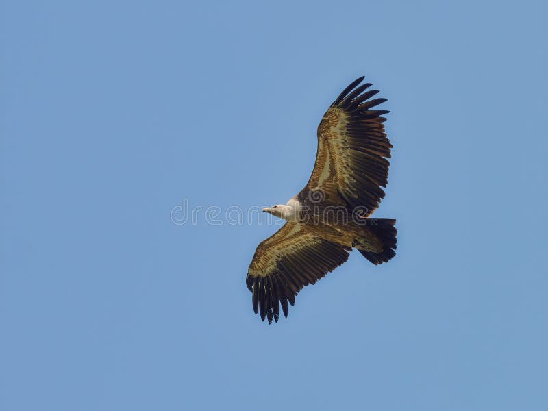 A Large Bird of Prey in Flight from Below in Daytime Sunlight Stock ...