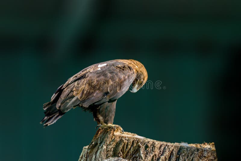 Large bird of prey stock photo. Image of paws, wing, wildlife - 96630288