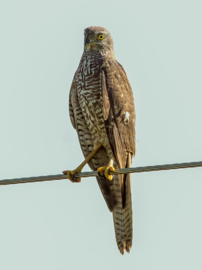 Brown Goshawk Found in Australia Stock Image - Image of cream ...