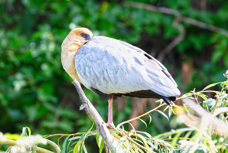 Large Bird Sleeping in a Tree Stock Image - Image of sleeping, sleep ...
