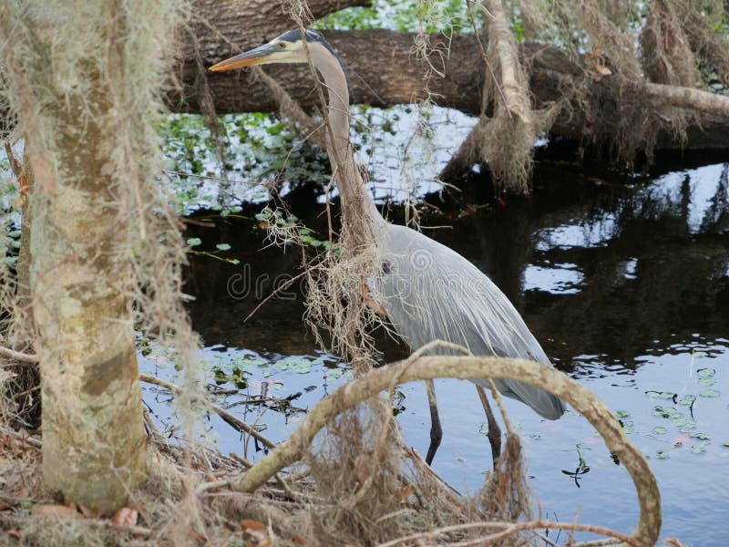 A Large Bird Standing on the Edge of a Swamp Stock Image - Image of ...