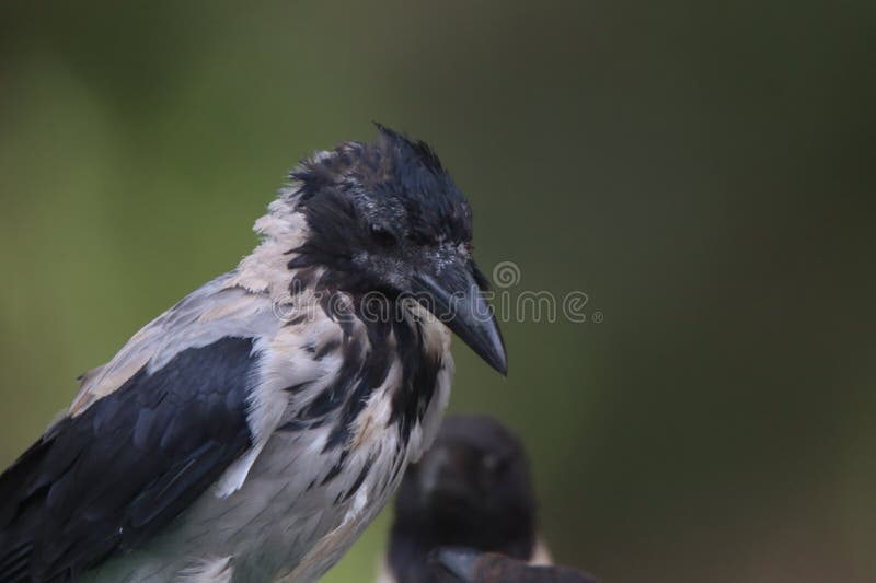 Large Birds Like Crows and Ducks Eat Insects Stock Image - Image of ...