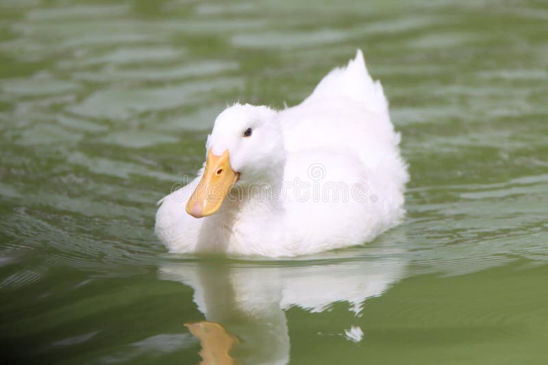 Insectslarge Birds Stock Photos - Free & Royalty-Free Stock Photos from ...