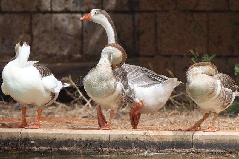 Large Birds Like Crows and Ducks Eat Insects Stock Photo - Image of ...