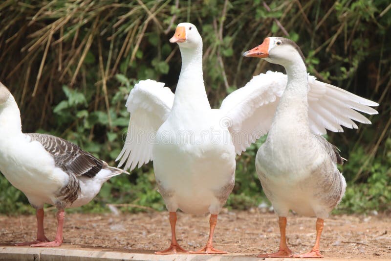 Large Birds Like Crows and Ducks Eat Insects Stock Photo - Image of ...