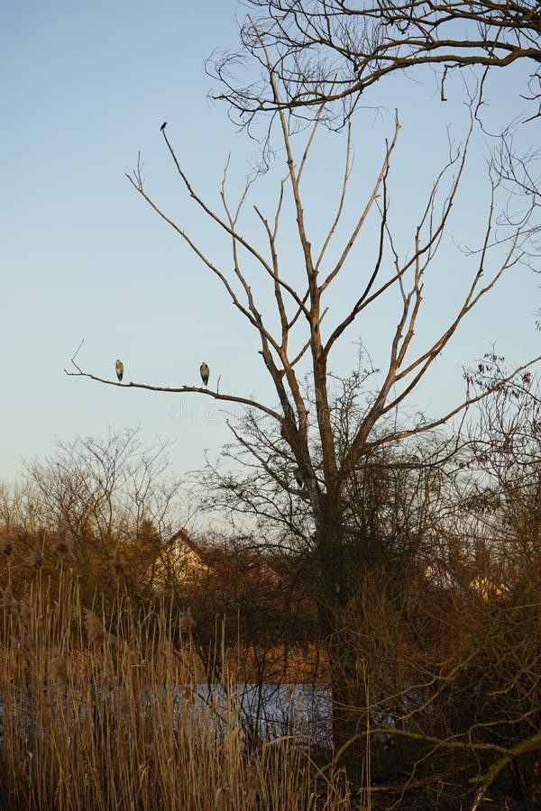 Large Birds Perch on Tree Branches by the Wuhle River. Berlin, Germany ...
