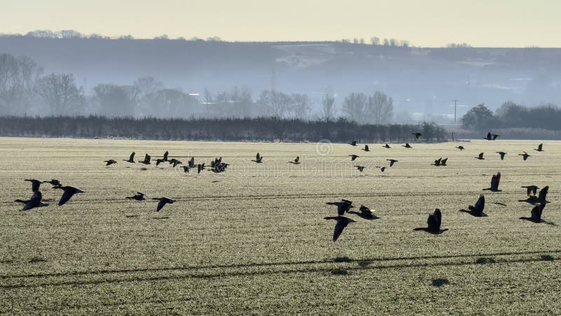 Large Birds Take Flight in a Field Against the Backdrop of Distant ...