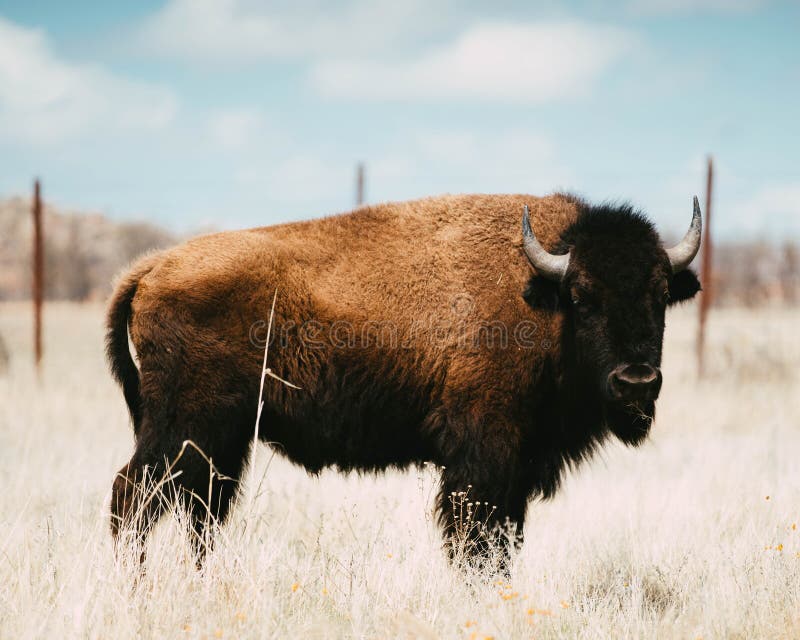 Large Bison in a Field during Daylight Stock Image - Image of ...