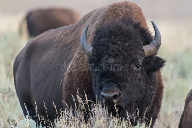 Large Bison Staring at Camera Stock Image - Image of buffalo, wyoming ...