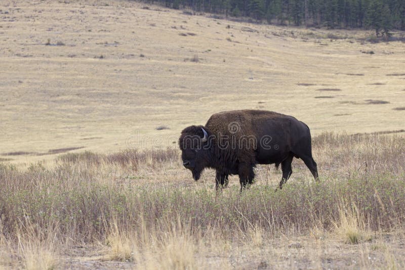 Bison walking in the field stock photo. Image of fauna - 259555926