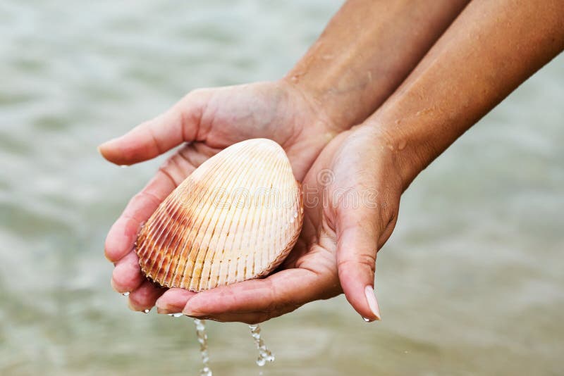 Large Bivalve Sea Shell in the Hands. Sea Inhabitants Stock Image ...