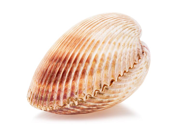 The bivalve closeup stock image. Image of brown, body - 95518369